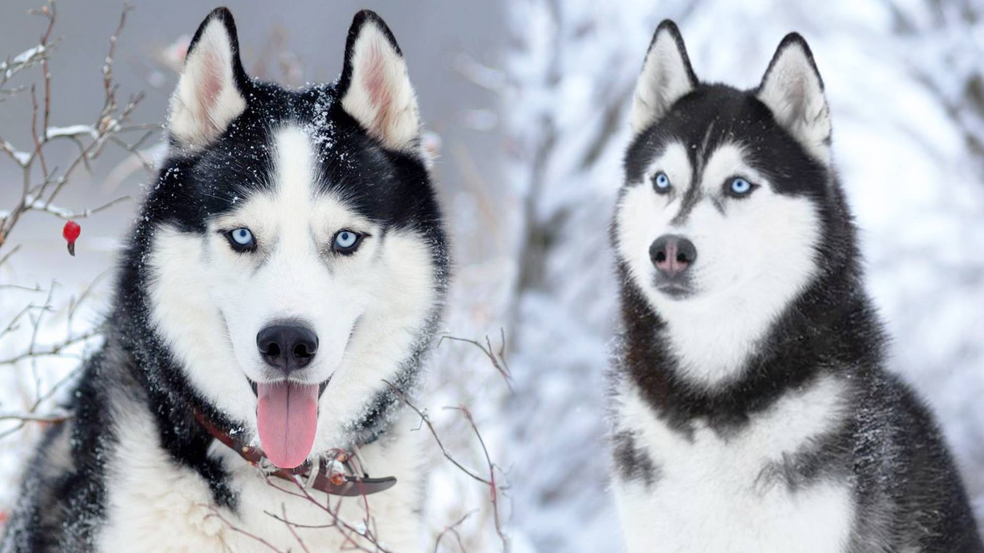 Хаски - Самые интересные факты