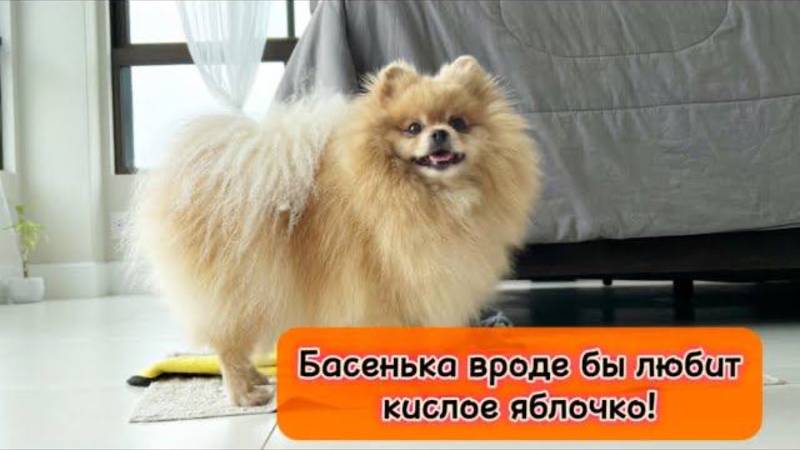 Басенька вроде бы любит кислое яблочко!