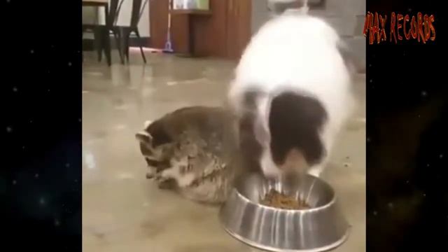 Позитивчики №4