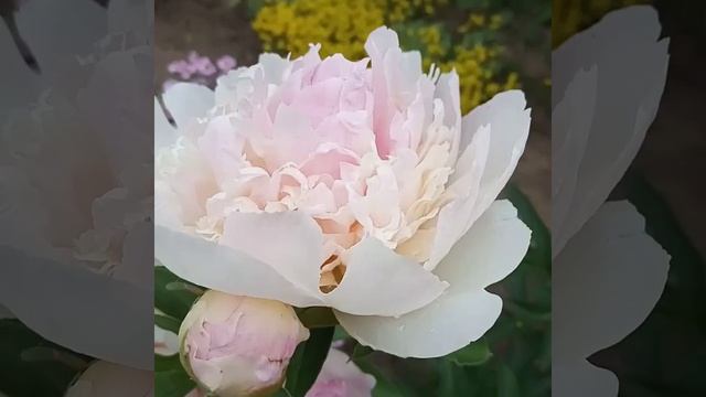 ЦВЕТЁТ ПИОН В МОЁМ САДУ В ПОДМОСКОВЬЕ. КРАСИВЫЙ,НО НАЗВАНИЯ НЕ ЗНАЮ.