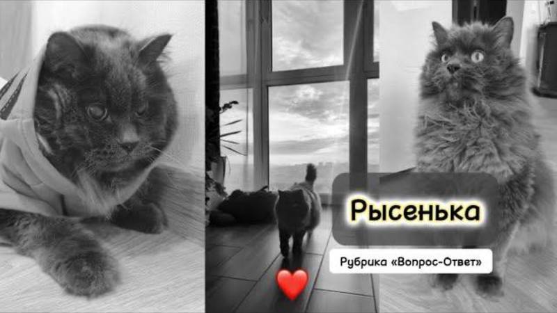 В память о нашем Рысеньке…