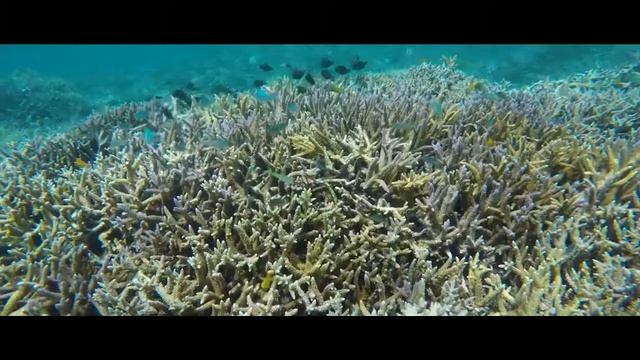 Coral Mine — самый простой способ пить качественную воду