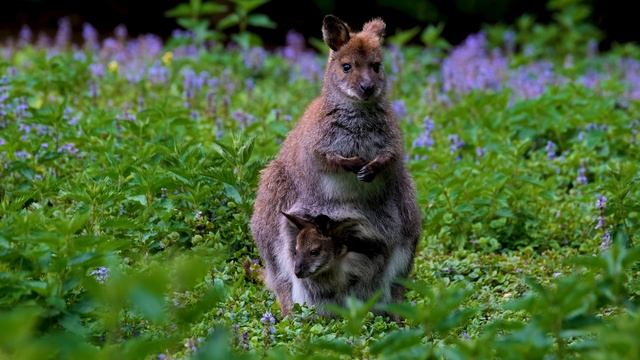 Как живут рыжие кенгуру