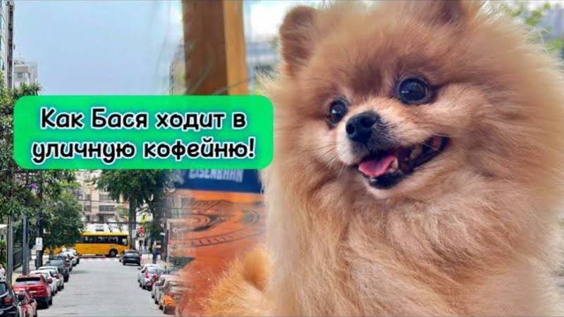 Как Бася ходит в уличную кофейню!