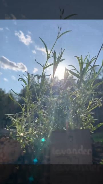 Лаванда в саду