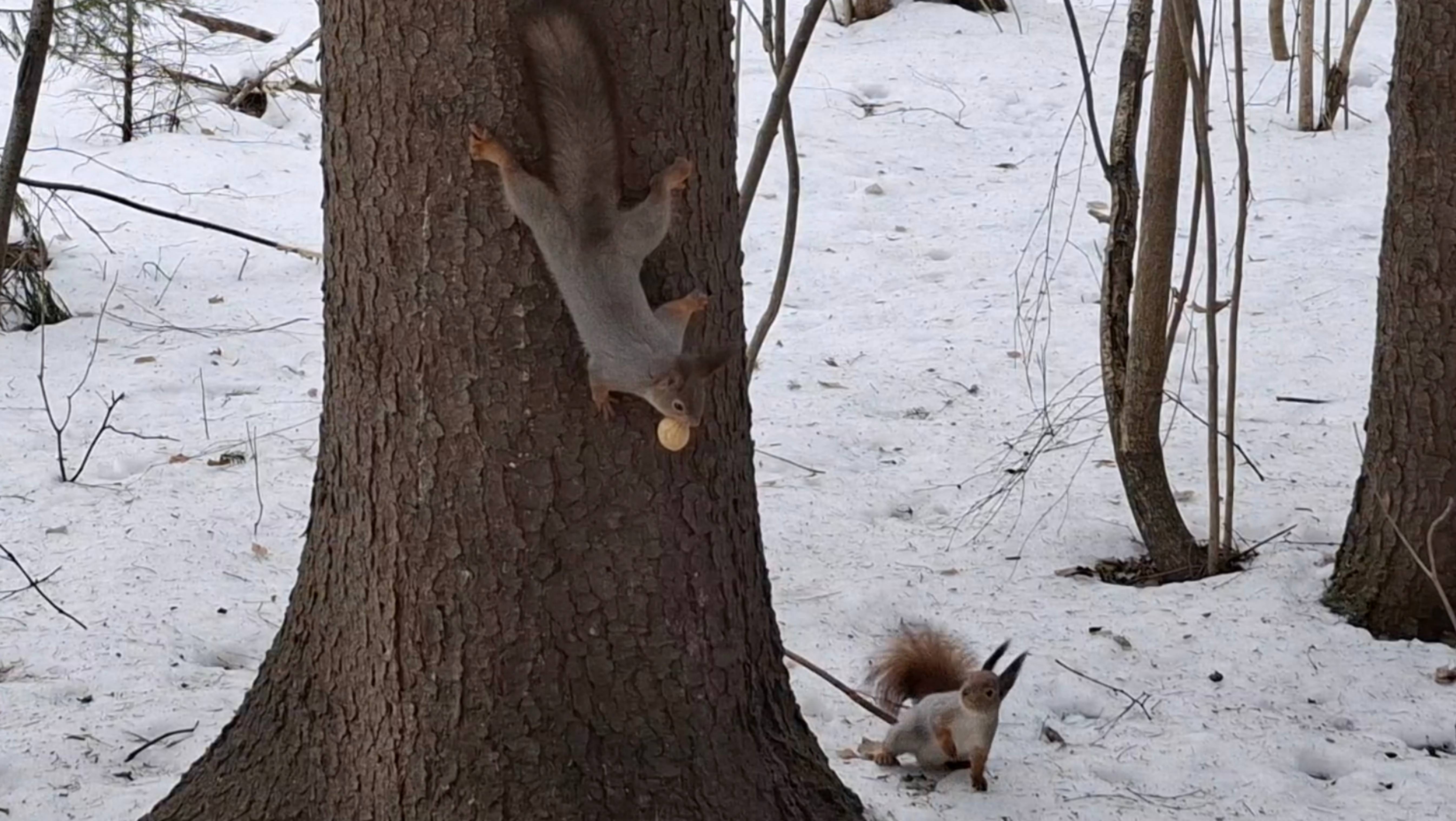 Белки - погоня за орехом_#4, Битца, 24  января 2025