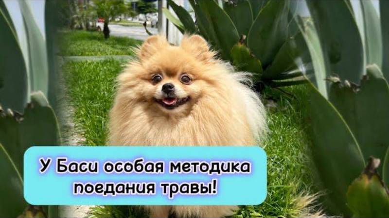 У Баси особая методика поедания травы!