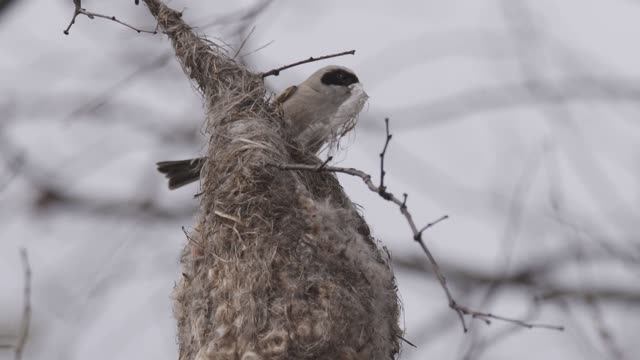 "Искусные строители"
5 серия - Очарование живой природы