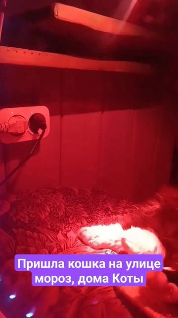 Что делать, если такое случилось #кошка #коты #животные #киски #котики