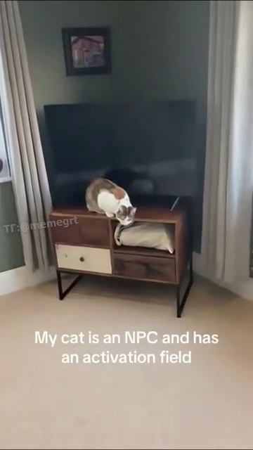 Кот этого бро - настоящий NPC у которого есть поле активации