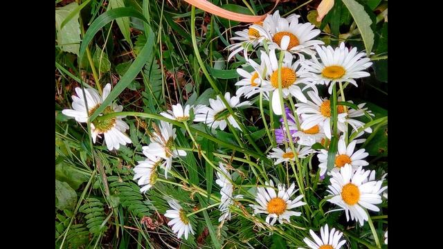 М  Цветаева  Мне нравится, что вы больны не мной  #стихиолюбви #серебряный_век