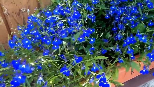 ЛОБЕЛИЯ НА МОЕЙ ДАЧЕ В ПОДМОСКОВЬЕ.