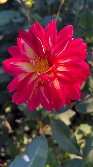 Георгинов рай