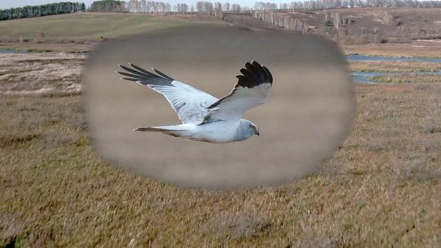 Вещание Гамаюна Фильм пятый. Степной и полевой луни.