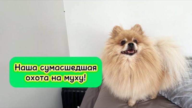 Наша сумасшедшая охота на муху!