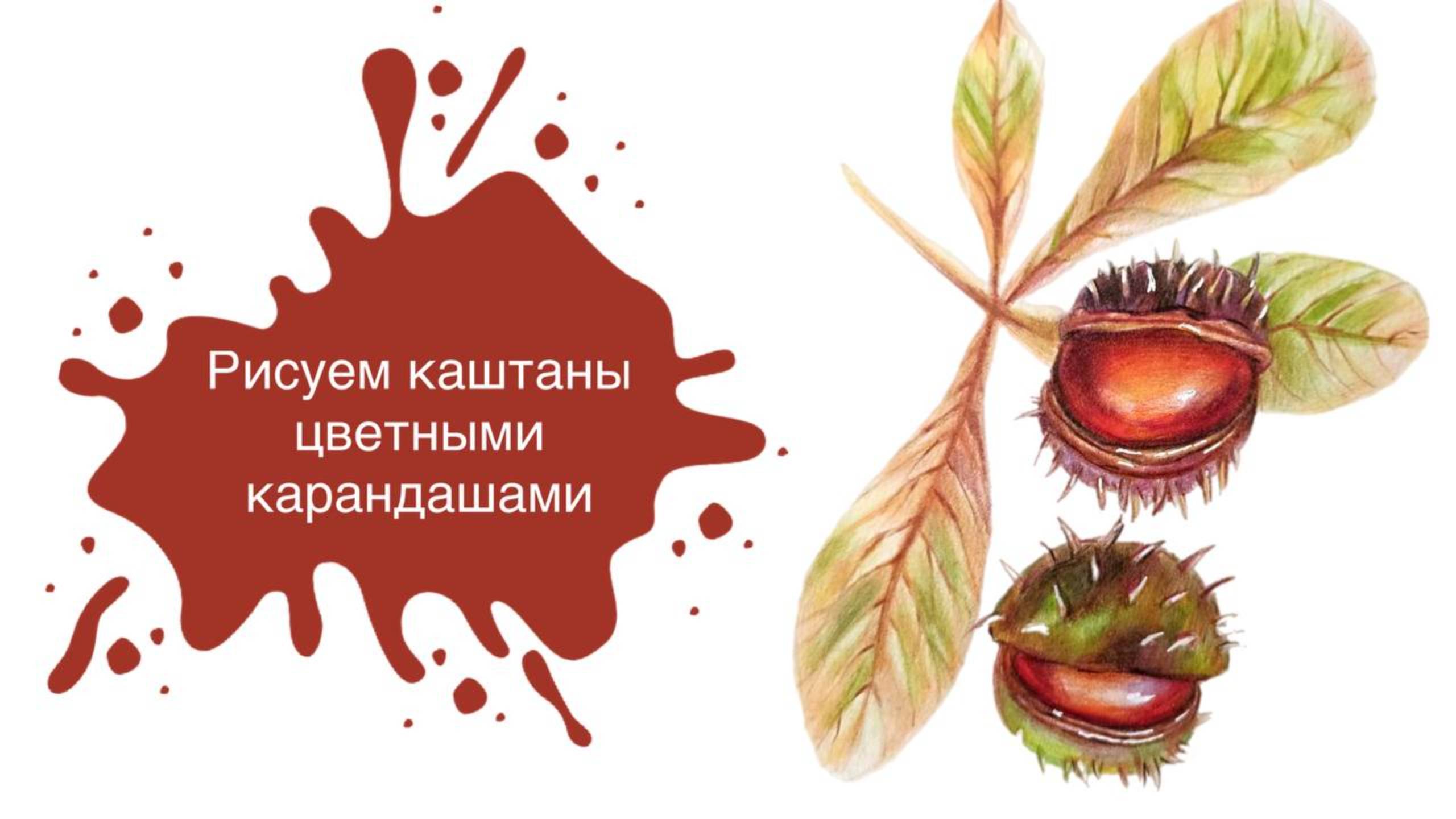 Рисуем Каштаны Цветными Карандашами! Урок для начинающих художников:) 🌰
