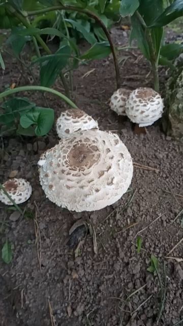 ВОТ ТАКИЕ ГРИБЫ ВЫРОСЛИ НА МОЕЙ ДАЧЕ В ПОДМОСКОВЬЕ. ЧТО ЗА ГРИБЫ? МОЖЕТ КТО ЗНАЕТ?