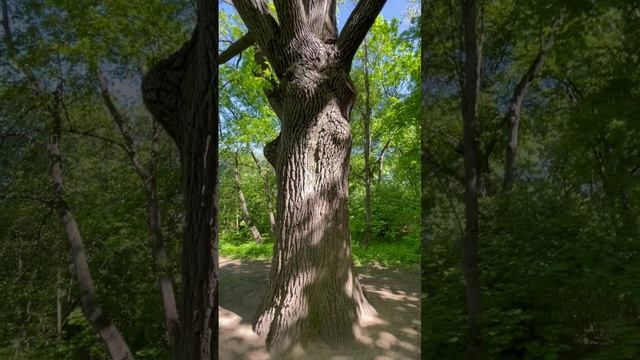 Царицыно. 19.05.2024.