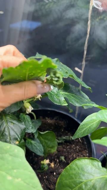 Перцы и баклажаны в опасности! Объявляю войну трипсам и клещам!