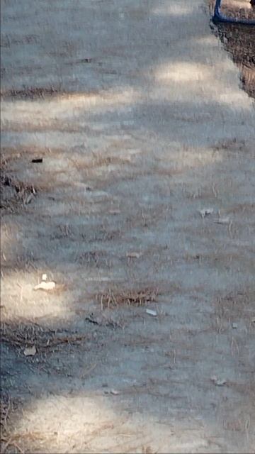 Утром на море перед выездом на Ниве 5Д в Абхазию 9.08.2024