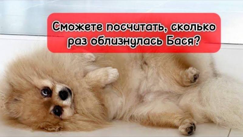 Сможете посчитать, сколько раз облизнулась Бася?