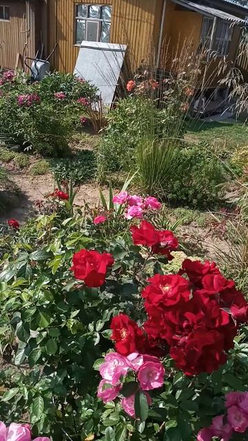 ЦВЕТУТ РОЗОЧКИ В МОЁМ САДУ В ПОДМОСКОВЬЕ - ROTER KORSAR  И ANGELA .