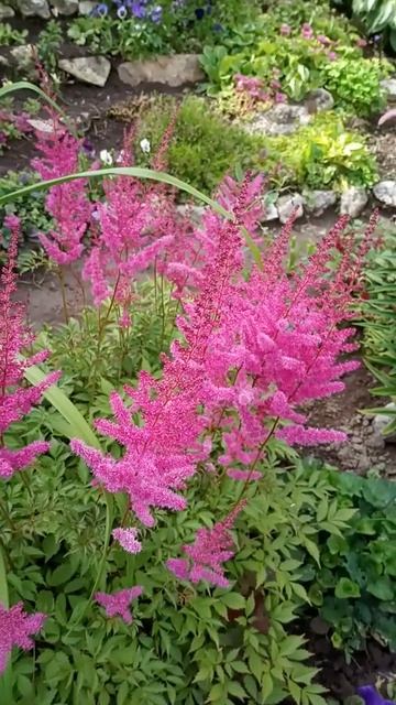 ЦВЕТУТ АСТИЛЬБА И ЛИЛИЯ
 В МОЁМ САДУ В ПОДМОСКОВЬЕ.