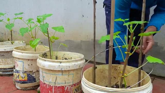 Выращиваем дома кабачки с крупными плодами, ознакомьтесь с этим методом!