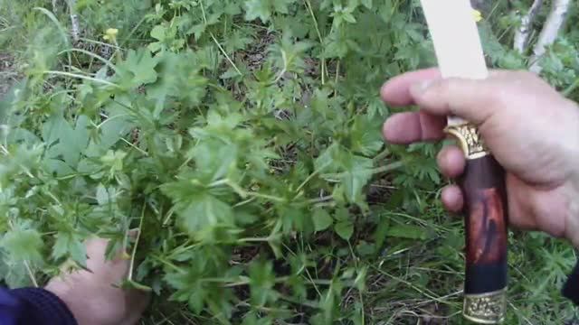 Ищем пихту. Находим калган.