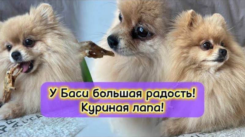 У Баси большая радость! Куриная лапа!