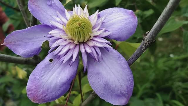 Новый звук. Запись звука на беспроводной микрофон. Осенний сад.