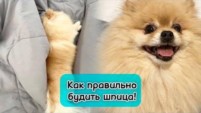 Как правильно будить шпица!