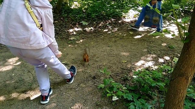 Белочка из Царицыно (г. Москва) июнь 2023 г.