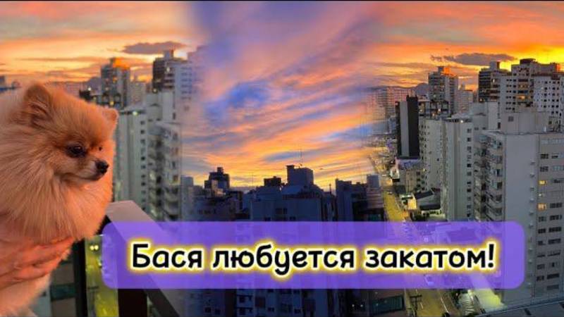 Бася любуется закатом!