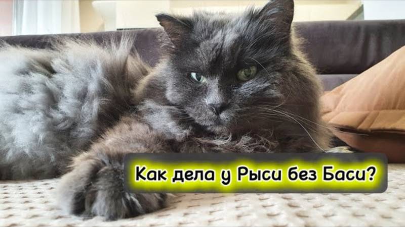 Как дела у Рыси без Баси?