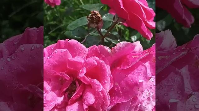 ЦВЕТЁТ РОЗОЧКА В МОЕМ САДУ В ПОДМОСКОВЬЕ. ЦВЕТЕНИЕ ОБИЛЬНОЕ И ПРОДОЛЖИТЕЛЬНОЕ, НАЗВАНИЯ НЕ ЗНАЮ.