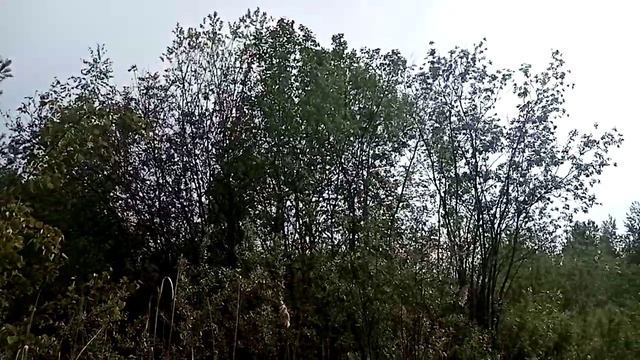 Соловьиная трель на моей даче