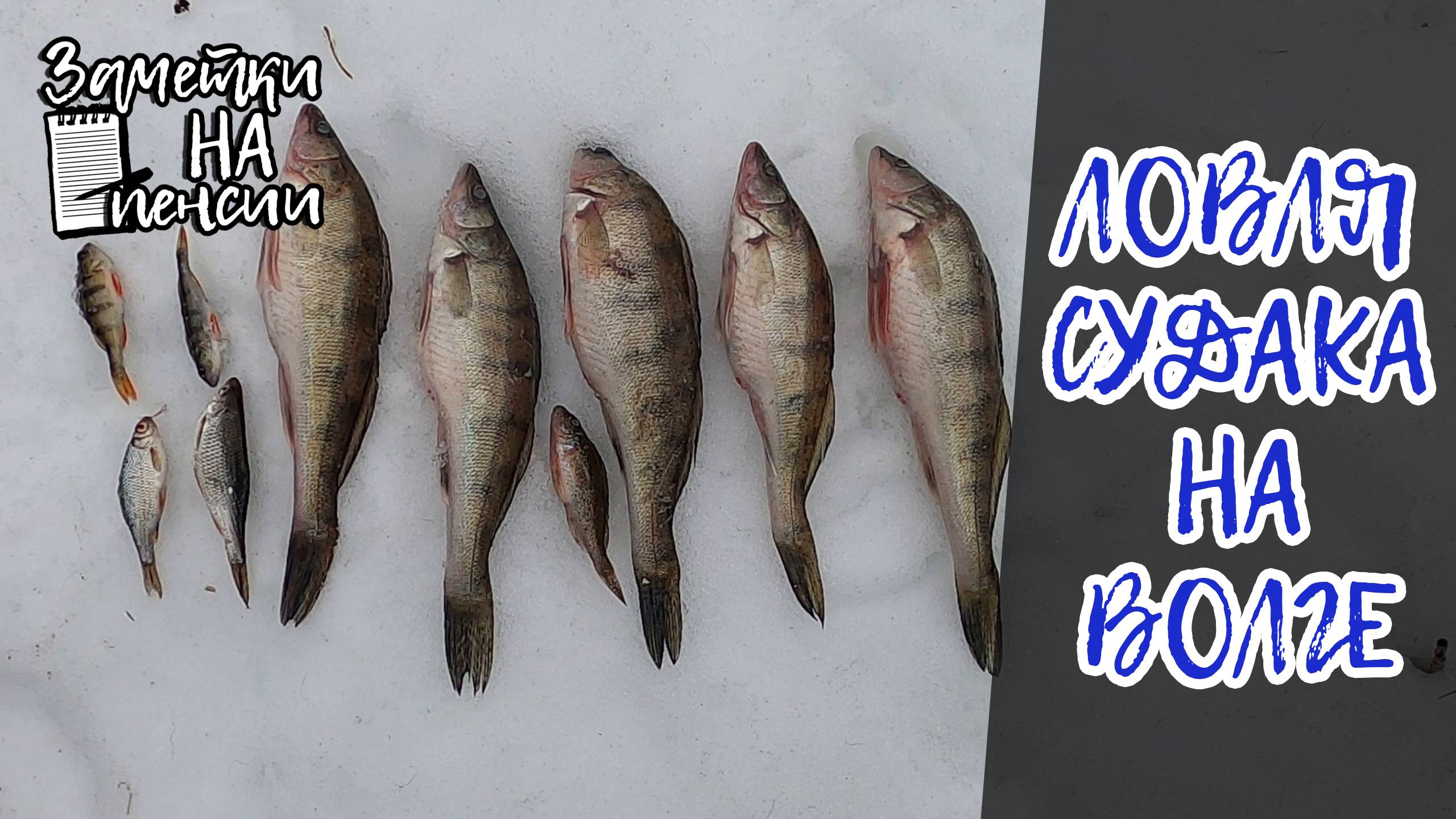 Ловля судака на Волге #отдых # рыбалка #судак