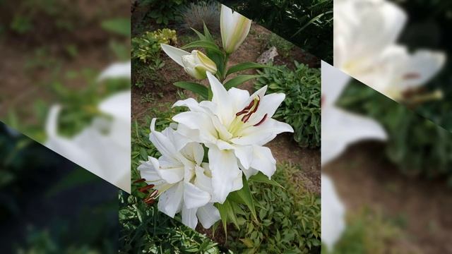 БЕЛЫЕ  ЛИЛИИ НА МОЕЙ ДАЧЕ В ПОДМОСКОВЬЕ.