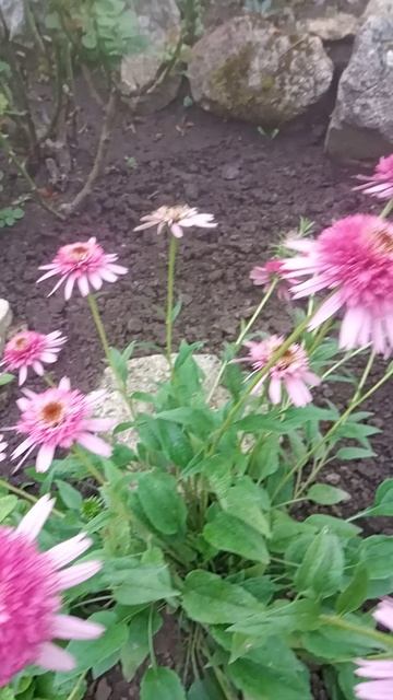 ЦВЕТЁТ ЭХИНАЦЕЯ БАТТЕРФЛЯЙ КИССЕС НА МОЕЙ ДАЧЕ В ПОДМОСКОВЬЕ.