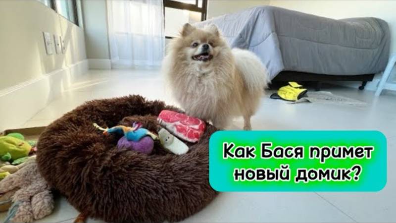 Как Бася примет новый домик?