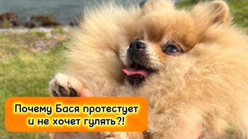Почему Бася протестует и не хочет гулять?