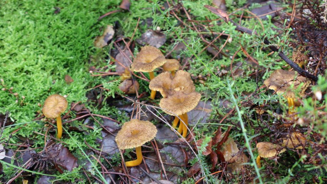 Грибной январь 2025.Зимние грибы.