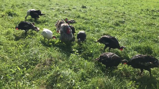 Вот какие индейки вырастают на свободном выгуле