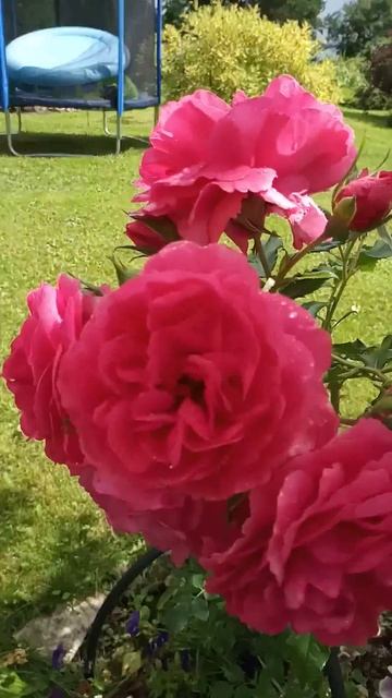 РОЗА ROSARIUM UETERSEN. МАЛЫШКА, А КАК ОБИЛЬНО ЦВЕТЕТ!..