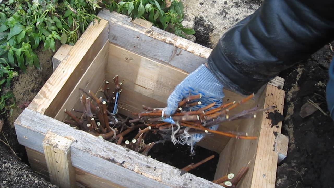 Удобный и Самый легкий и надежный способ хранение черенков винограда зимой. Обзор хранения черенков