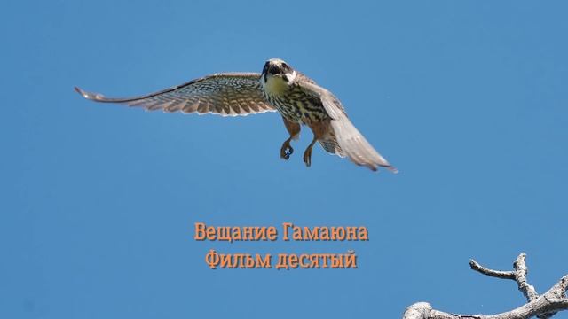 Вещание Гамаюна. Фильм десятый. Чеглок.