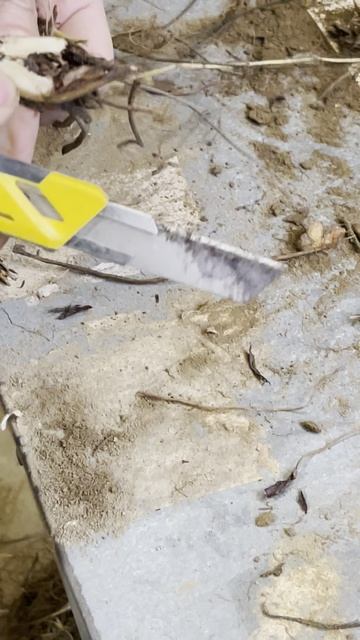 Качество рассады Ч.1.