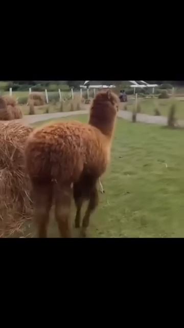 Не меняйте парикмахера НИКОГДА рекомендации юмор смех барбершоп озвучка