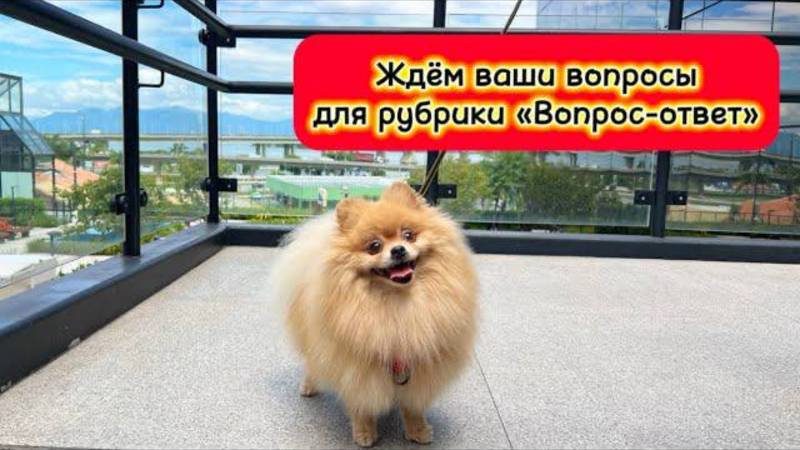 Ждём ваши вопросы для рубрики «Вопрос-ответ»